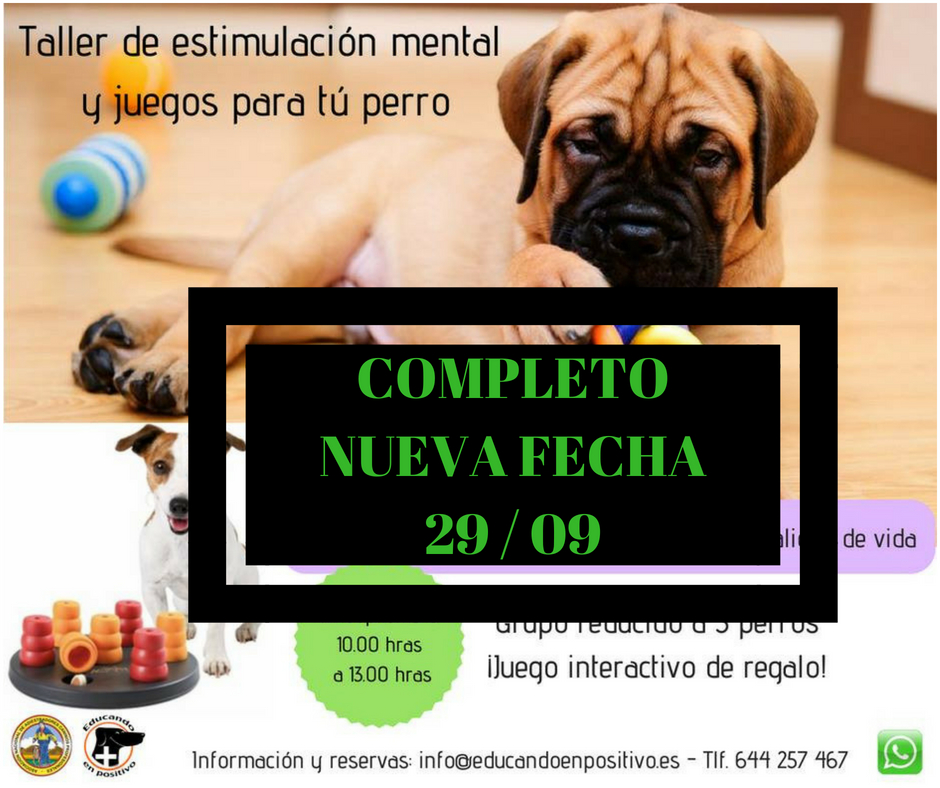 Taller de estimulación mental y juegos para tu perro - Clínica Veterinaria